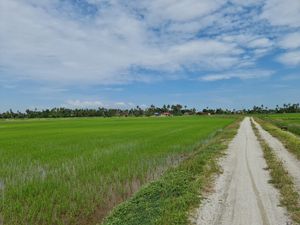 Tanah sawah 3.2ekar First Grade Freehold Permatang Rambai , Penaga ...
