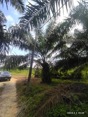 Tanah Pertanian 6 ekar Lebu Bentong Pahang. Berhampiran Highway CSR for ...