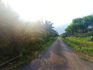 Agriculture Land at Pontian Oil Palm Land For Sale for Sale @RM5 ...