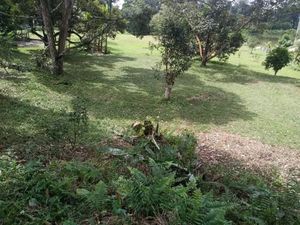 Tanah Dusun Durian Kalumpang Geran Individu for Sale @RM950,000 By ...