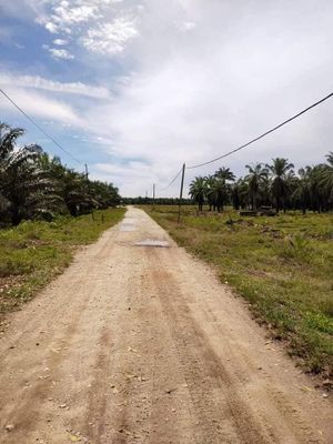 210 acres non bumi palm oil plantation Lekir Perak for Sale @RM23,098 ...