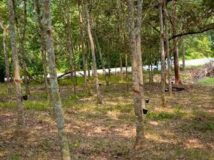 FOR SALE: Tanah Pertanian FREEHOLD Tepi Jalan di Kampung Bukit Kunyit ...