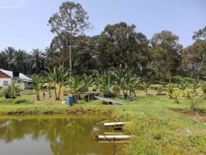 Rawang , Bukit Tagar , Kerling , Agriculture Land with Durian Farm for ...