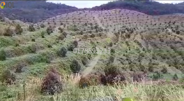 (Durian Plantation) Rembau District, Negeri Sembilan for Sale @RM15 ...
