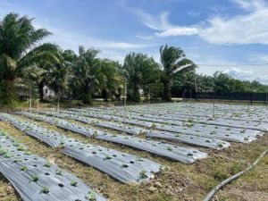 [FRONTING ROAD] Agriculture Land Tasek Gelugor, Seberang Perai Utara ...