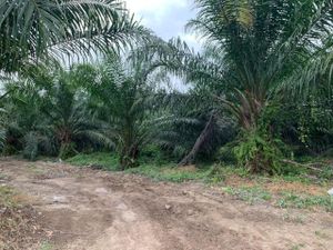 Palm Oil Plantation Pulau Carey, Selangor For Sale for Sale @RM84 ...