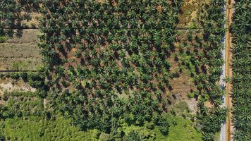 [FRONTING ROAD] Agriculture Land Kampung Ijok, Bestari Jaya For Sale ...