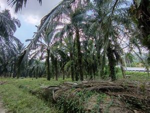 Taman Pagoh Jaya, Bungalow Land (FRONTING MAIN ROAD) For Sale for Sale ...