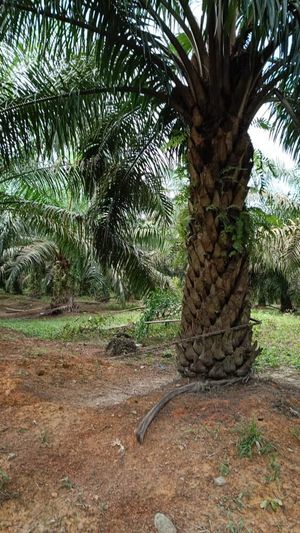 Chaah Agriculture Land for Sale @RM5,580,000 By EVA TAN | EdgeProp.my