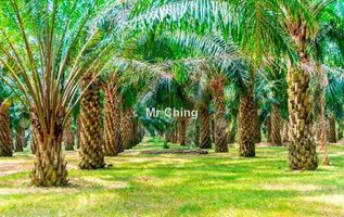 Freehold palm oil Banting Development Land Next Polytechnic for Sale ...