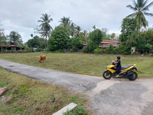 (Tanah Rata, Jalan Tar Rapat Tanoh) Tanah Pertanian 1.14 Ekar di Kg ...