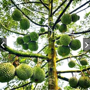 Raub Orchard Land - BEST for MK Durian plantation, Ulu Gali Raub Pahang ...