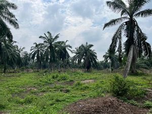 Development Land for Sale @ Tanjong Sepat, Selangor for Sale Call for ...