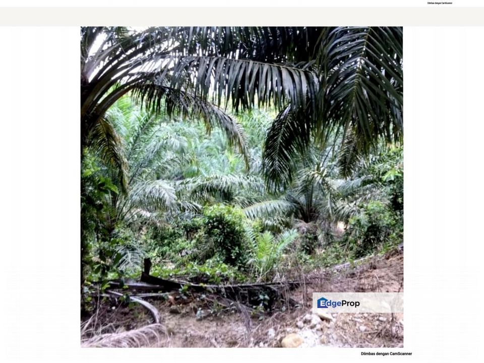 Raub Mukim Sega 10 acres freehold oil palm trees for Sale @RM1,500,000 ...