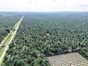 Banting Selangor freehold Oil palm Plantation sake for Sale @RM34 ...