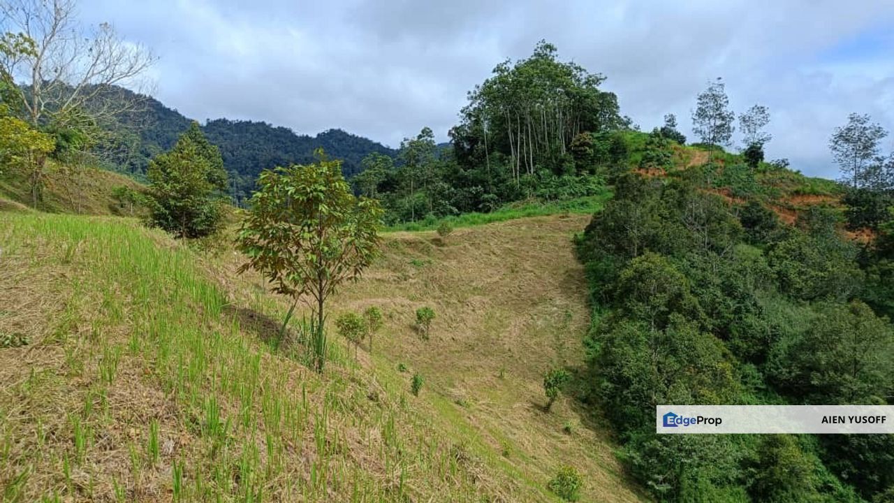 Tanah Pertanian Janda Baik Kebun Durian Musang King near Kantan Cottage ...