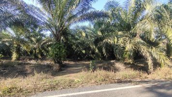 Pendapatan Sawit RM1300~1700 Sebulan, Tanah Sawit (3.06 Ekar), Parit ...
