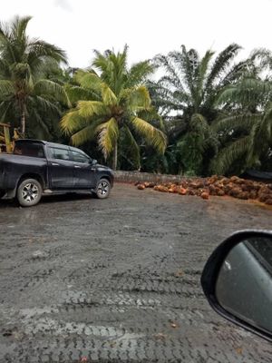 500 Ekar Tanah Untuk Pindah Milik Di Rompin Pahang for Sale @RM17 ...