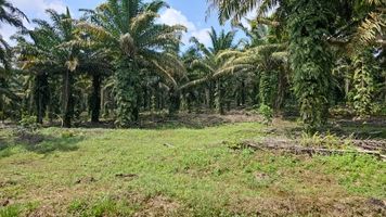 Land For Sale Pekan Nanas @ Pontian Johor for Sale @RM28,917,000 By ...