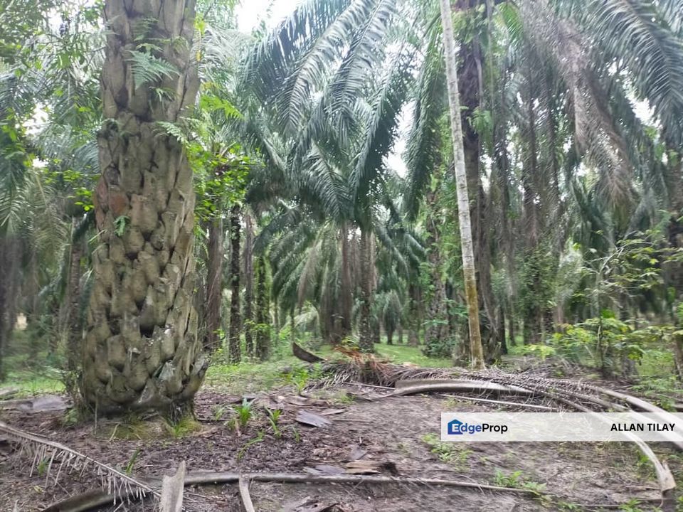Parit Perak Freehold Non Bumi Oil Palm Land for Sale @RM1,442,560 By ...