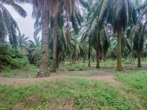 Lukut Oil Palm Land for Sale @RM1,990,313 By ALLAN TILAY | EdgeProp.my