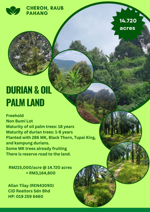Raub Cheroh Durian and Oil Palm Plantation for Sale @RM3,164,800 By ...