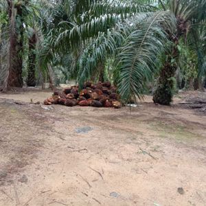 Oil Palm Plantation For Sale at Kulai for Sale @RM200 By CHRISTINE NG ...