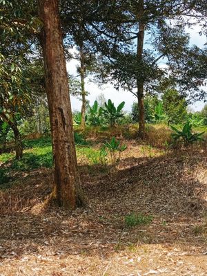 Premium Durian Orchard Karak Pahang for Sale @RM1,232,000 By Amran AR ...