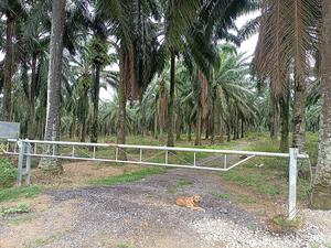 7.23 Acre Agriculture Land For Sale, Kampong Jimah, Lukut Negeri ...