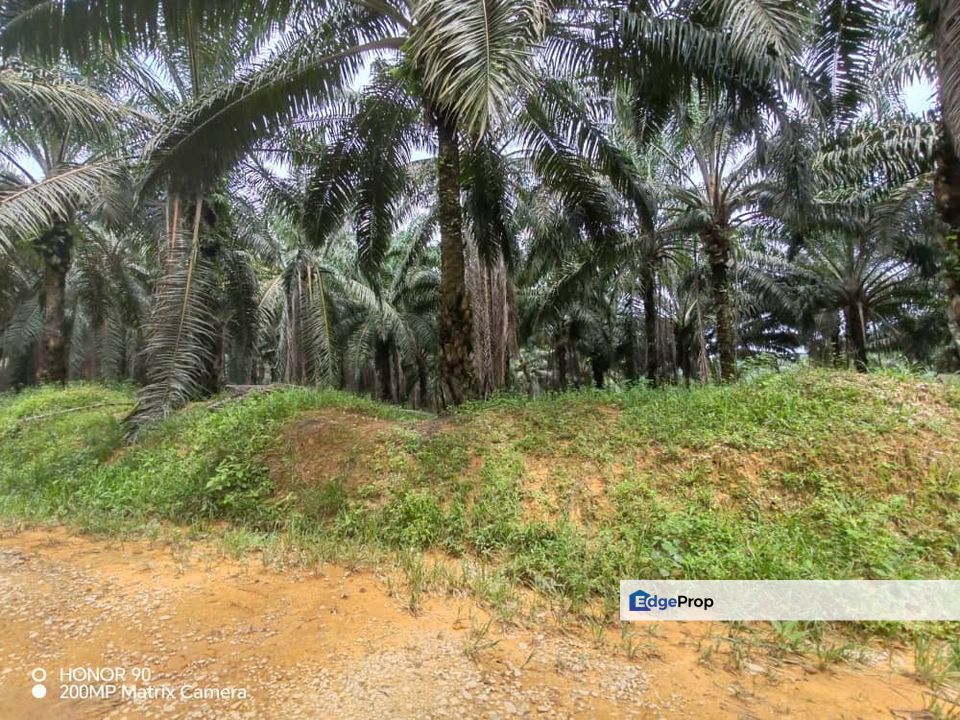 Pahang Maran Luit 750 acres Old Palm Oil Land for SALE ‼️ for Sale @RM9 ...