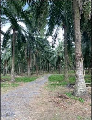 Port Dickson Palm Oil Plantation For SALE! for Sale @RM1,664,579 By ...