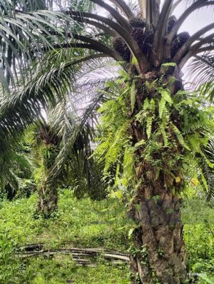 Maran, Maran, Pahang Maran Luit 1900 acres Palm Oil Land for SALE for ...