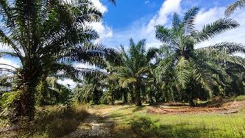 Kulai Palm Oil Agricultural Land 400 acres for Sale @RM113,256,000 By ...
