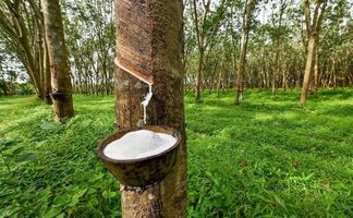 Kulai Rubber Tree Agricultural Land For Sale for Sale @RM6,550,000 By ...