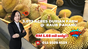 Ulu Gali Raub Pahang @ Durian & Fruit Orchard Agriculture Land For Sale ...