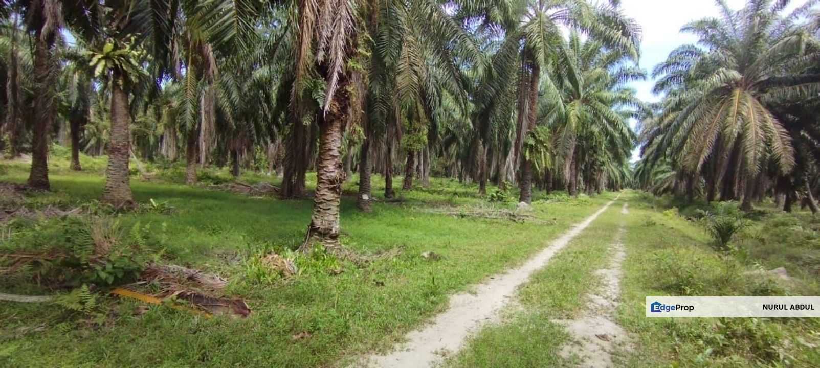 TANAH KELAPA SAWIT Rancangan Tanjung Hantu Manjung Lumut Perak for Sale ...