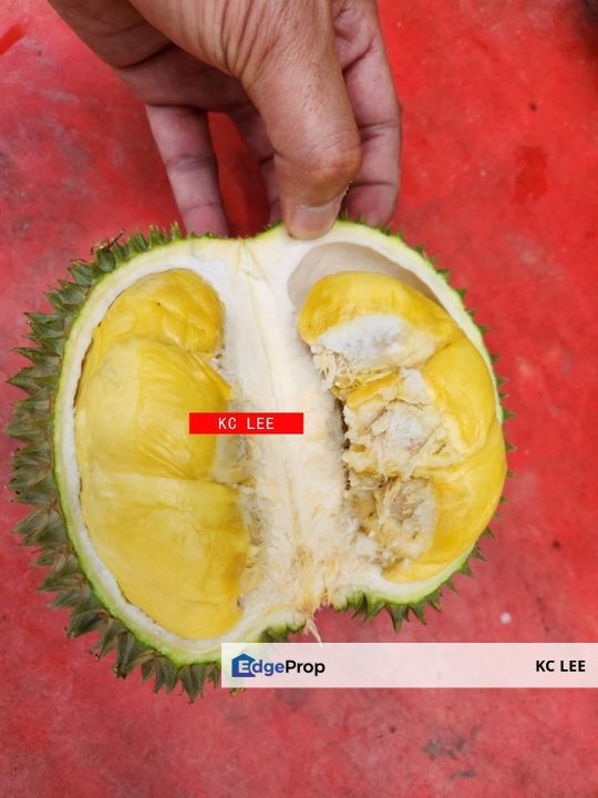 Famous Durian | Old Durian Farm | Beruas | PERAK for Sale @RM1,128,791 ...