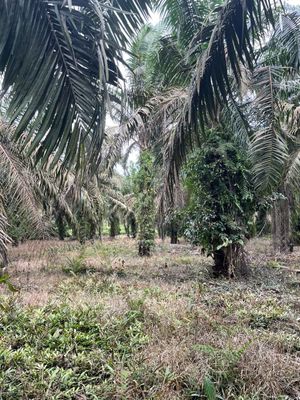 AGRICULTURE LAND PARIT PUNGGUR MUKIM SEMBRONG BATU PAHAT FOR SALE for ...