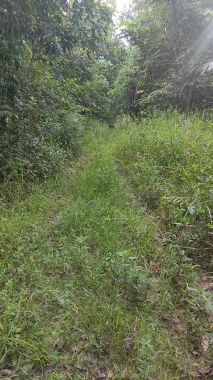 Tanah 3.5 ekar Geran Kongsi dekat Univ Sultan Azlan Shah (USAS) Tmn ...