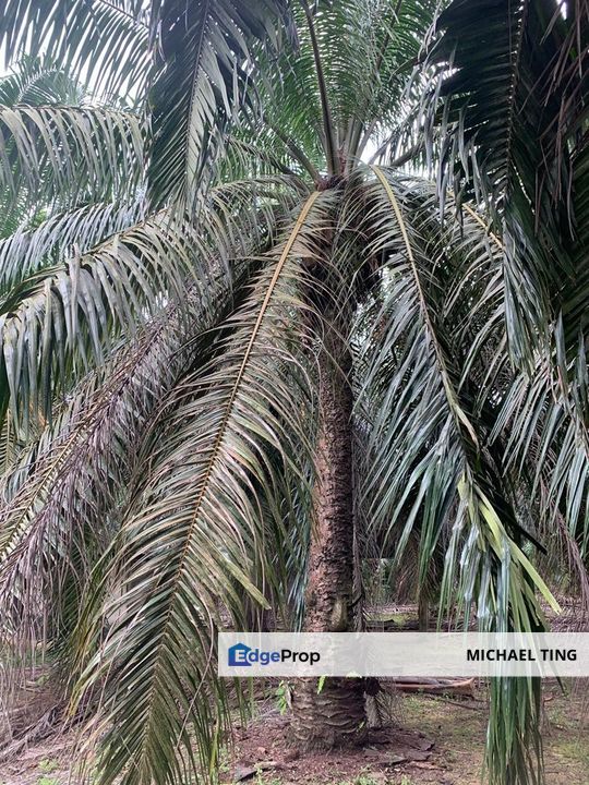 Kampung Serindit Agricultural Land For Sale for Sale @RM2,880,000 By ...