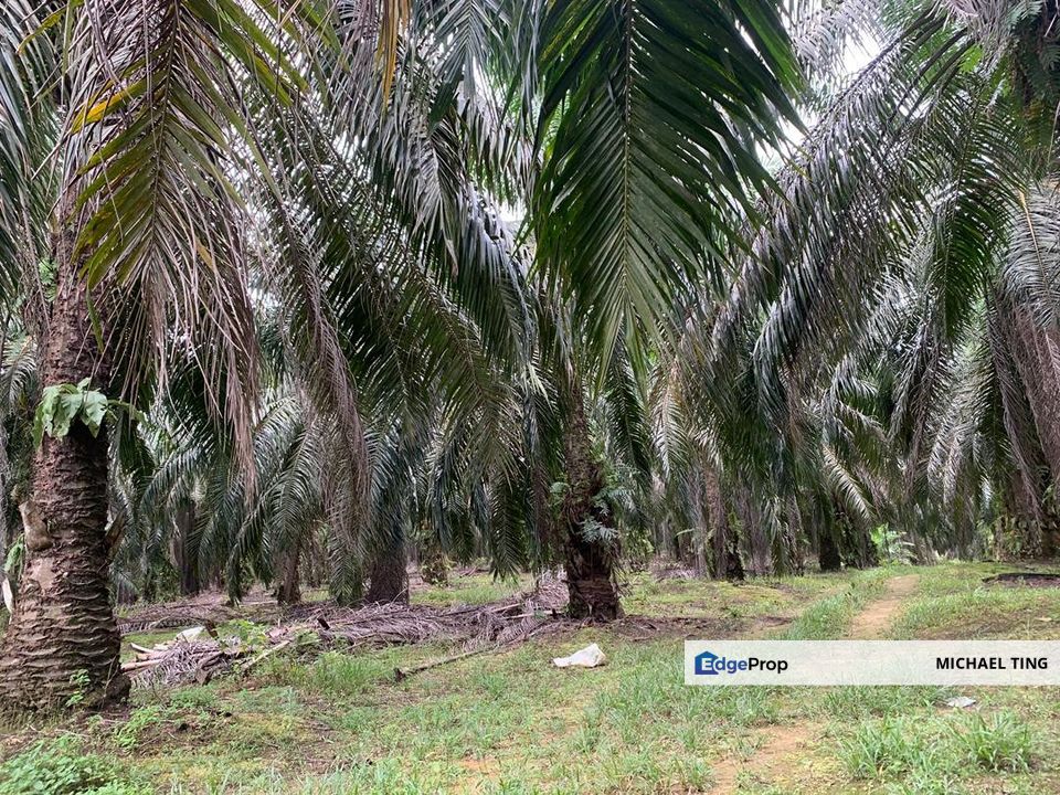 Kampung Serindit Agricultural Land For Sale for Sale @RM2,880,000 By ...