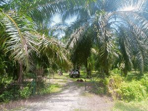 Banting Morib Agriculture Title 5 Acres Freehold Palm Oil 5 tons Every ...