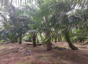 Alor Gajah Lendu 33 acres Agriculture Land , Freehold for Sale @RM5 ...