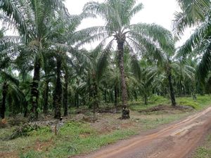 Bahau @ Rompin 20 Acres Agricultural Land For Sale for Sale @RM1 ...