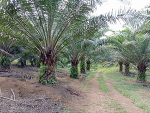 Oil Palm Land 1 KM Opposite Lexis Hibiscus Resort Port Dickson for Sale ...