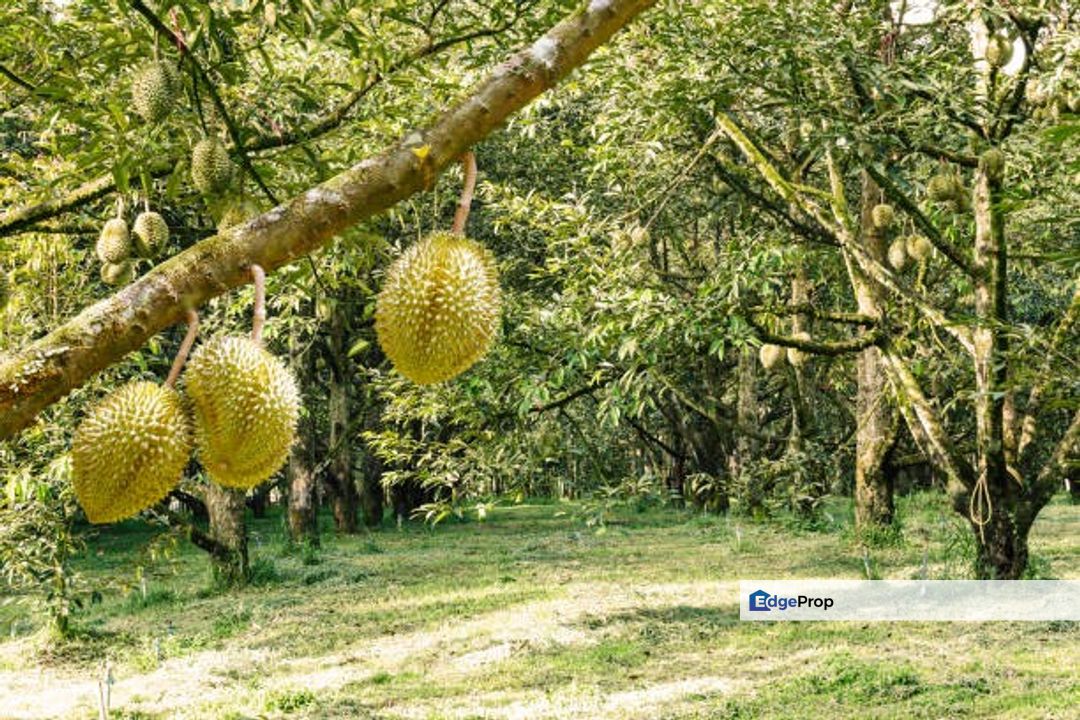 94 Acres Durian Farm land at Padang Tengku Town Pahang for Sale @RM27 ...