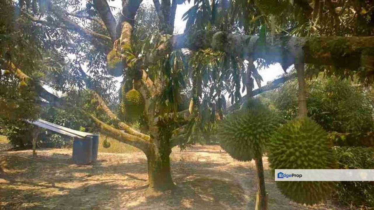 94 Acres Durian Farm land at Padang Tengku Town Pahang for Sale @RM27 ...