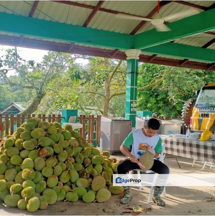 94 Acres Durian Farm land at Padang Tengku Town Pahang for Sale @RM27 ...