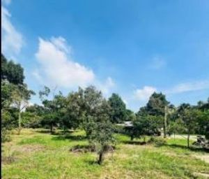 Freehold Agriculture Land at Pajam For Sale for Sale @RM1,920,000 By SP ...